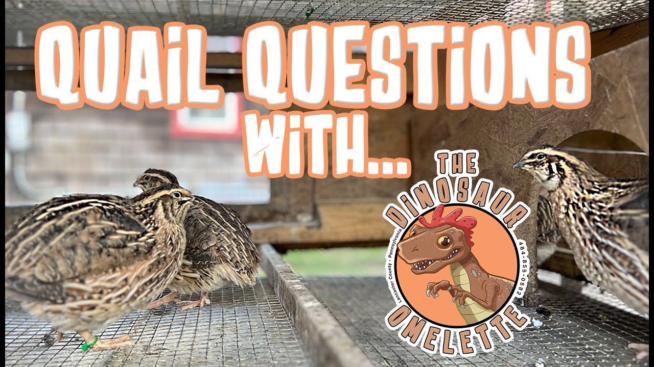 Quail Basics and Q&A: The prolific egg layers! - YouTube