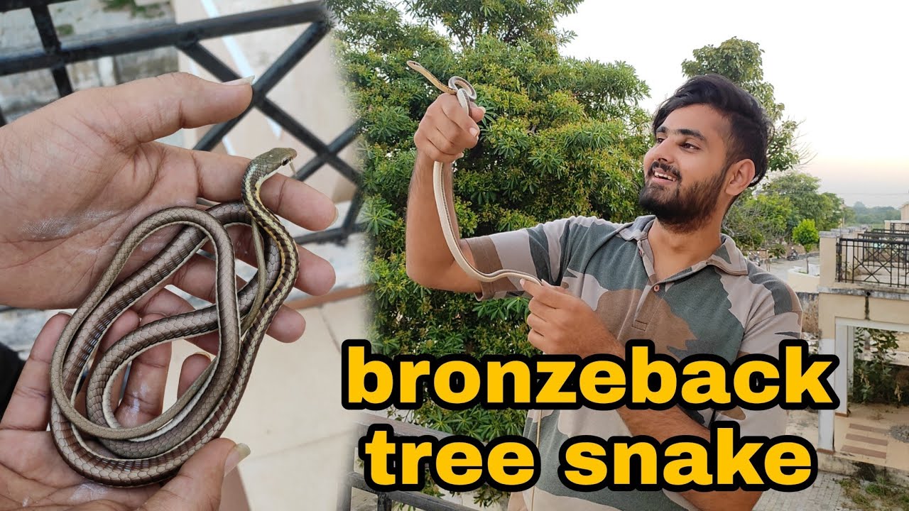 quick info of bronzeback tree snake/beauty of nature - YouTube