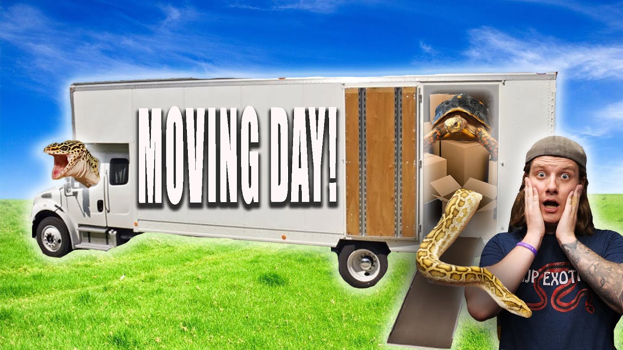 Packing & Moving Reptiles TIPS - YouTube