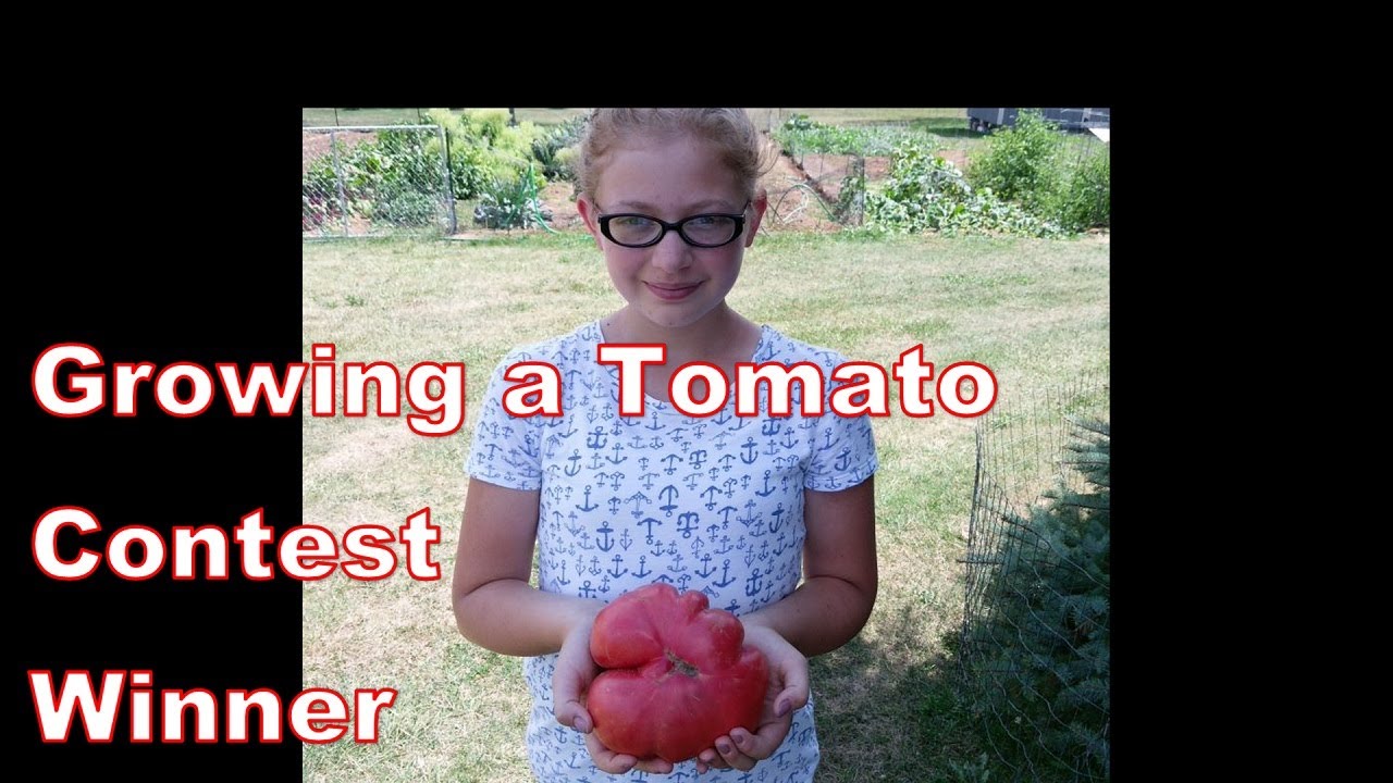 Growing a Tomato Contest Winner #mrsgreenthumbtomatochallenge - YouTube