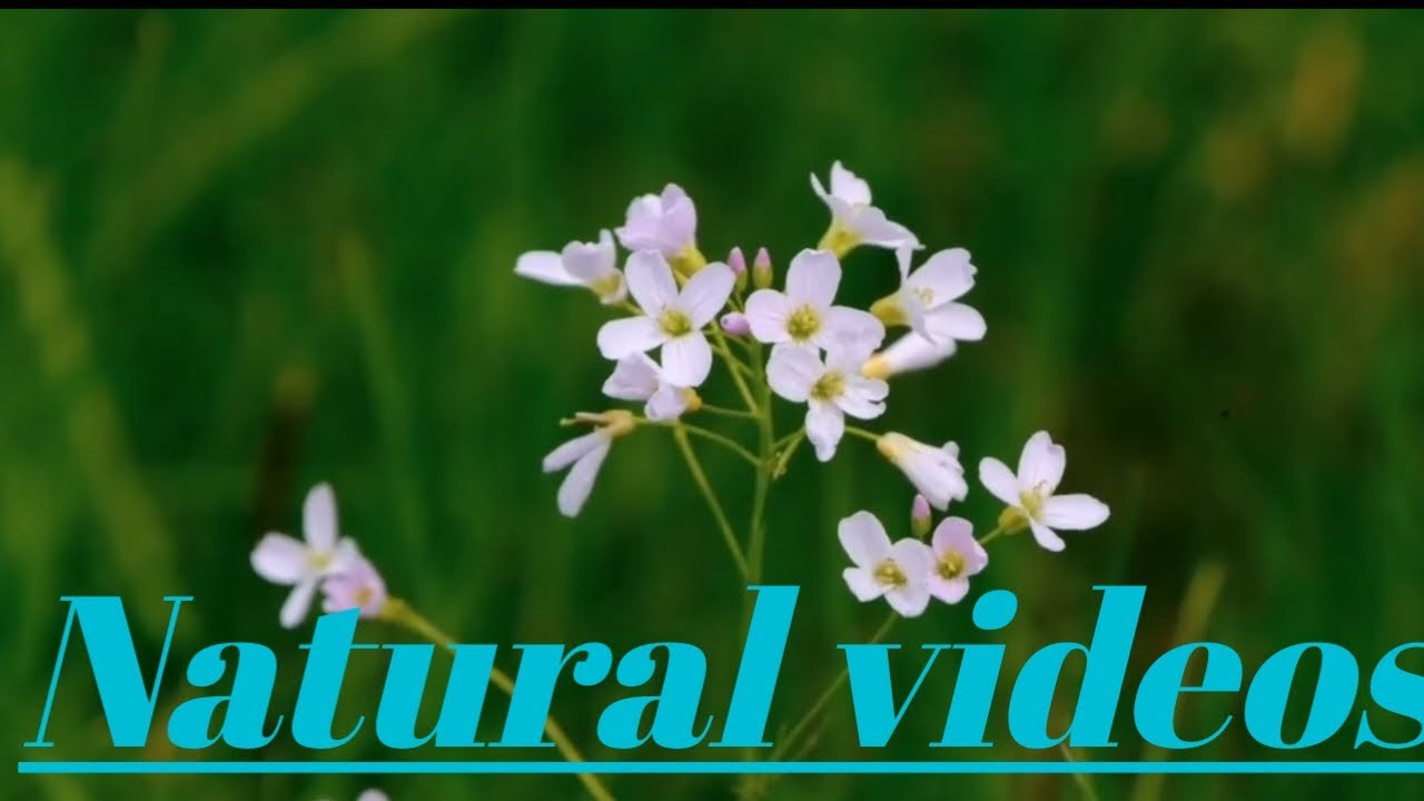 Natural videos - YouTube