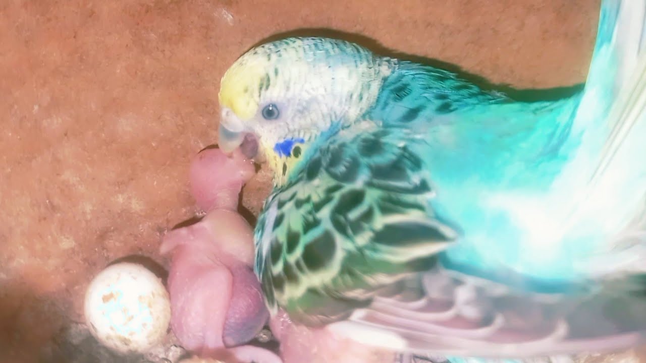 A mother parrot feeding her small baby inside her nest#viral - YouTube