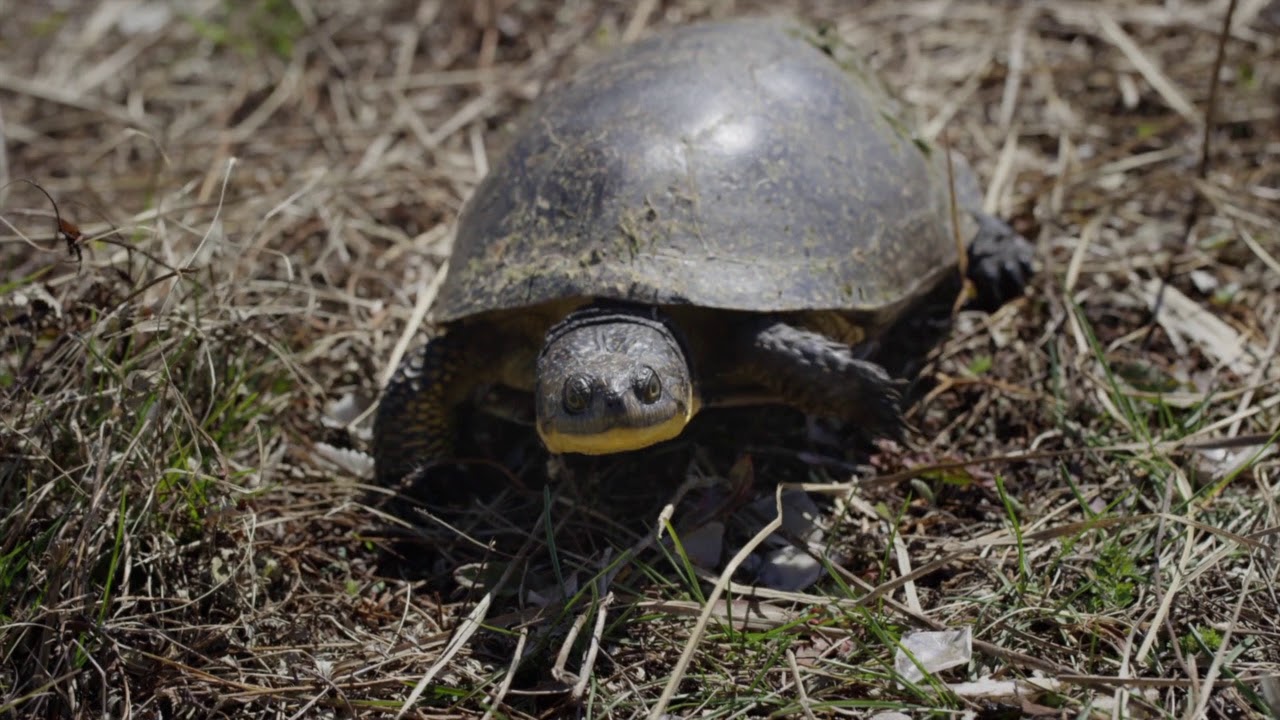 Jack the Turtle image - YouTube