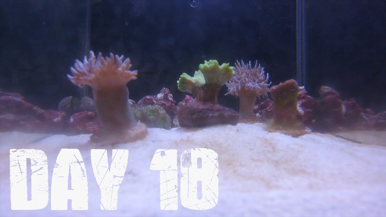 How Fast Does Corals Grow? Day 18 (TWO NEW Corals!) - YouTube