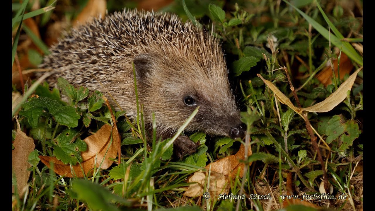 Young hedgehog´s first trip without mother – Junger Igel alleine ...