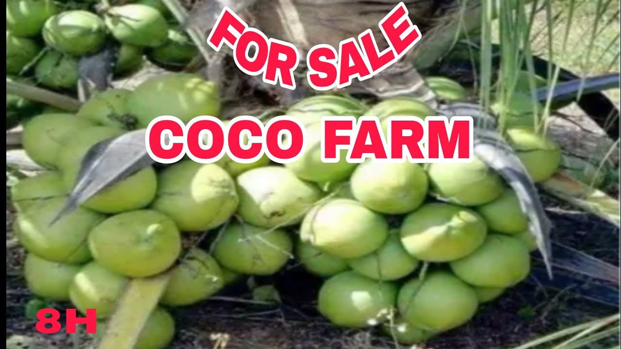 #655 #COCO FARM - YouTube