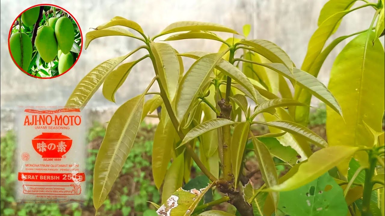 The Best Fertilizer For Mango Trees - YouTube