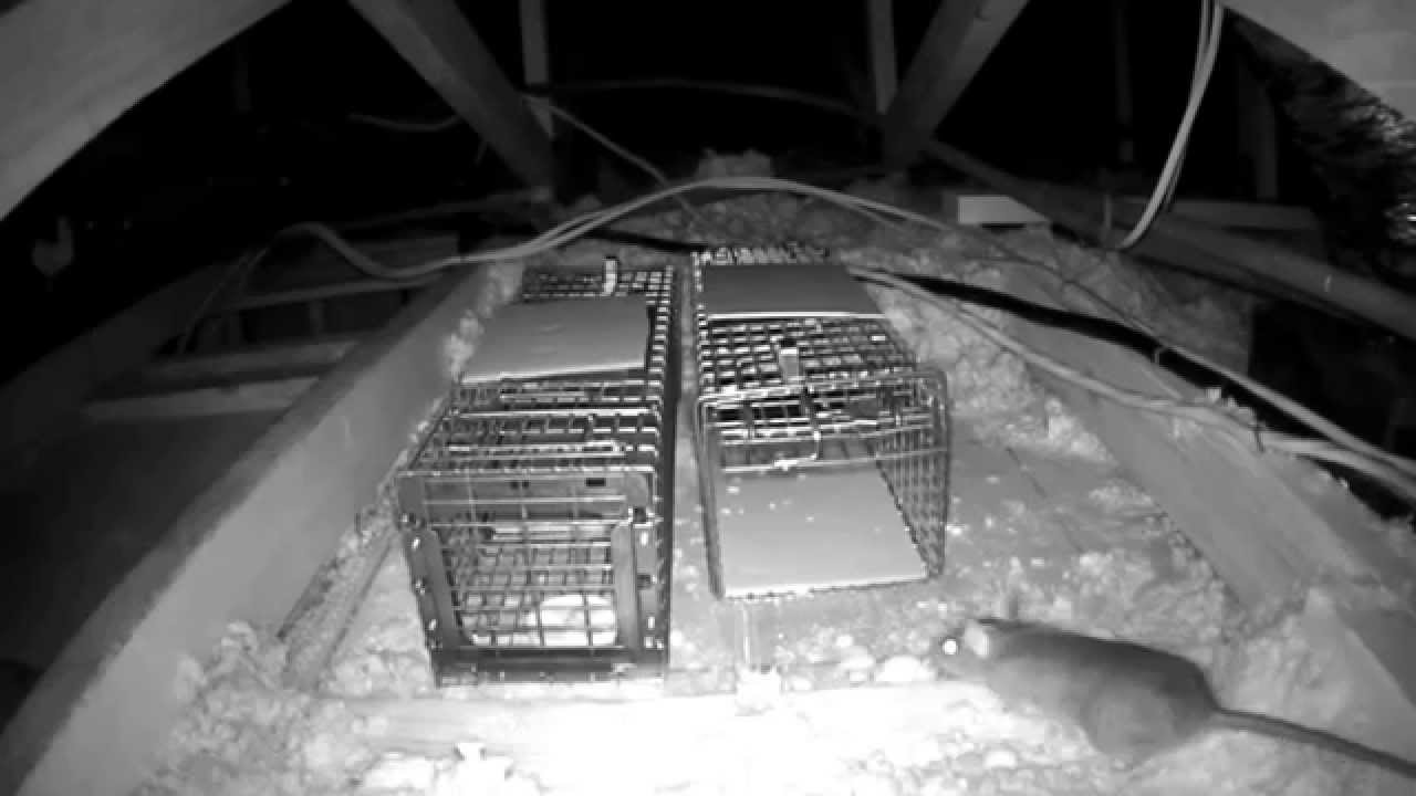 Trap Shyness. Roof Rat exhibiting neophobia on a never used trap. - YouTube
