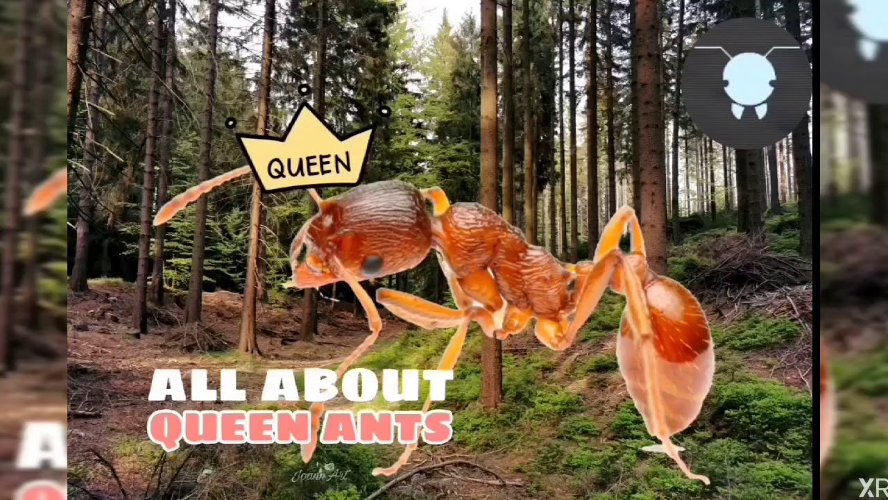 Mother of a colony | Mother's Day Special I Ant Southeast Asia - YouTube
