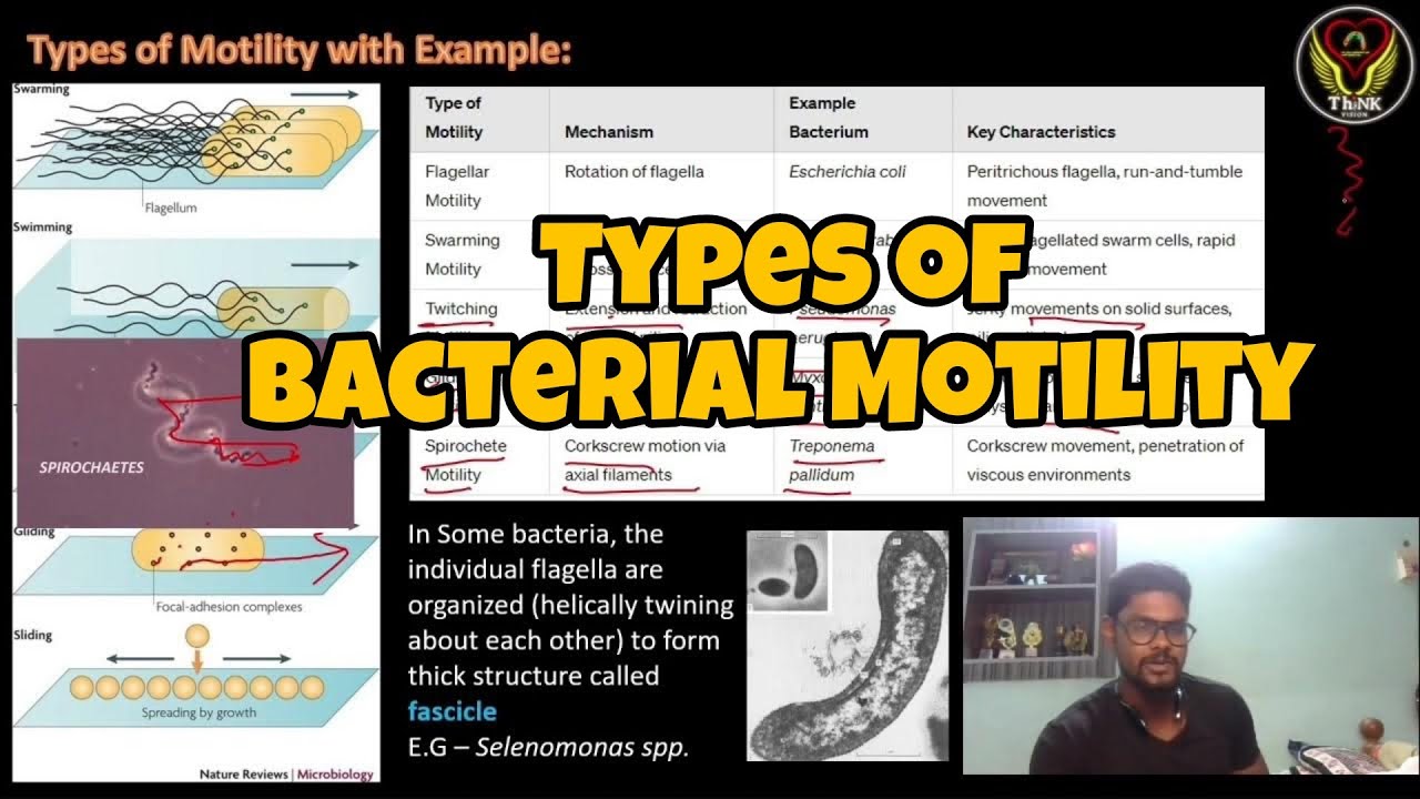 Types of Bacterial Motility |Swarming, Twitching, Fascicle | Tamil ...