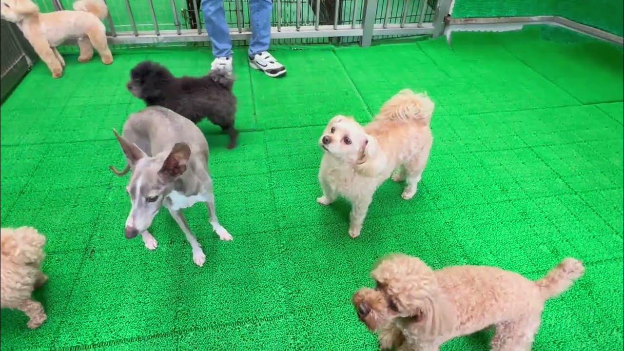 20250329 ダックペットサービス ふれあいタイム - YouTube