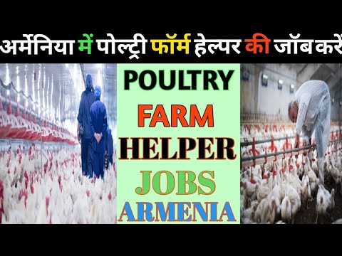 Poultry farm jobs in Armenia 🇦🇲 2023 | poultry farm helper jobs in ...