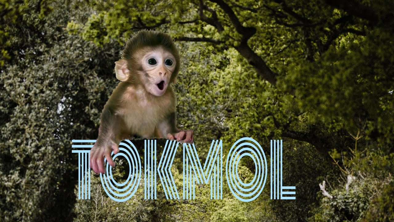 PALANGGA GID SI TOKMOL - YouTube