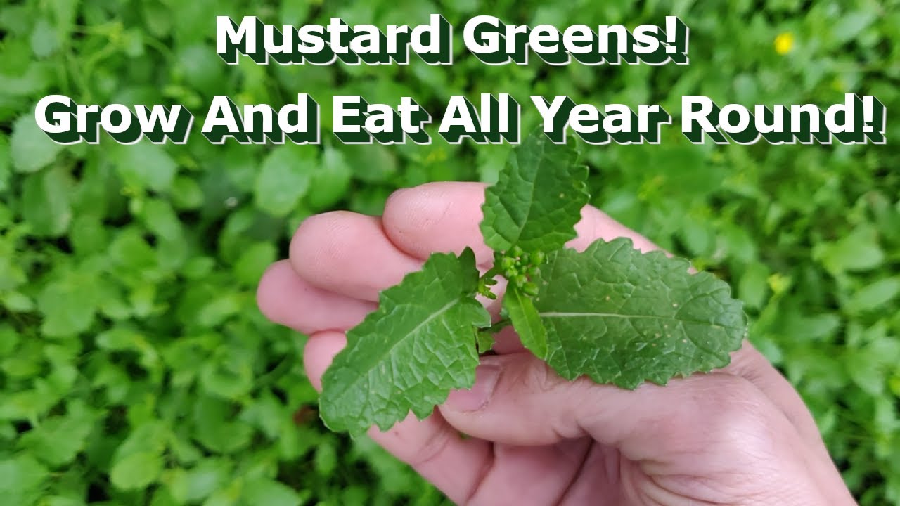Grow Mustard All Year Round - Perfect For Salads And Cooking - YouTube
