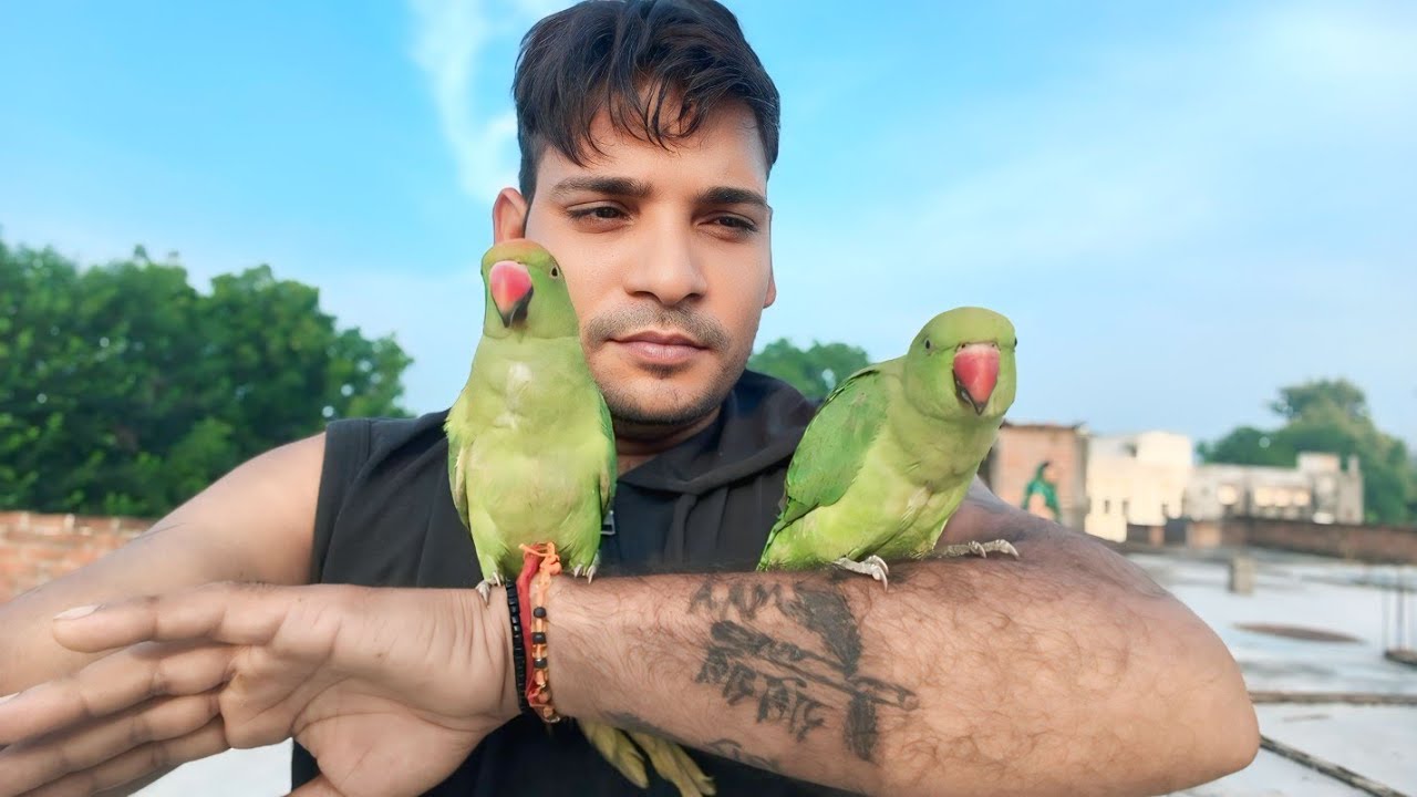 #parrot# Trend parrot# 🦜Radhe Krishna ki Jodi - YouTube