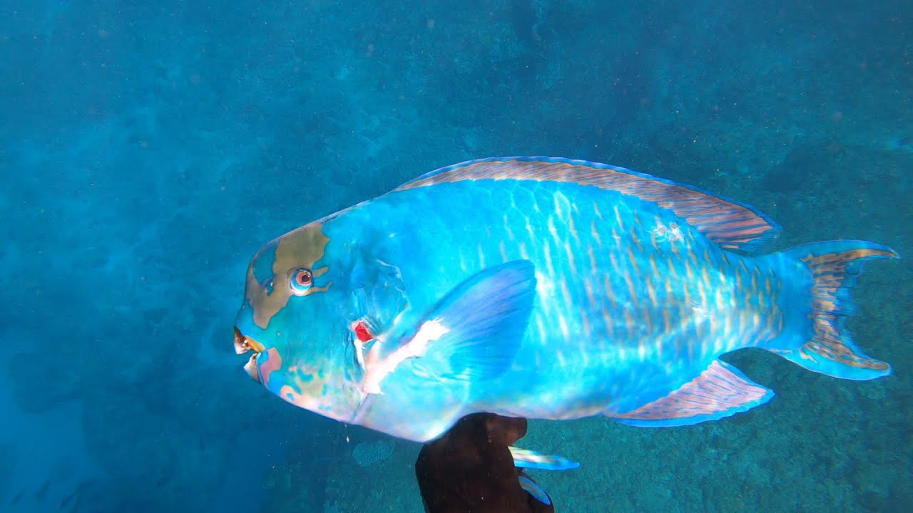 【魚突き】奄美大島 オニハゲブダイ (Pacific slopehead parrotfish) - YouTube