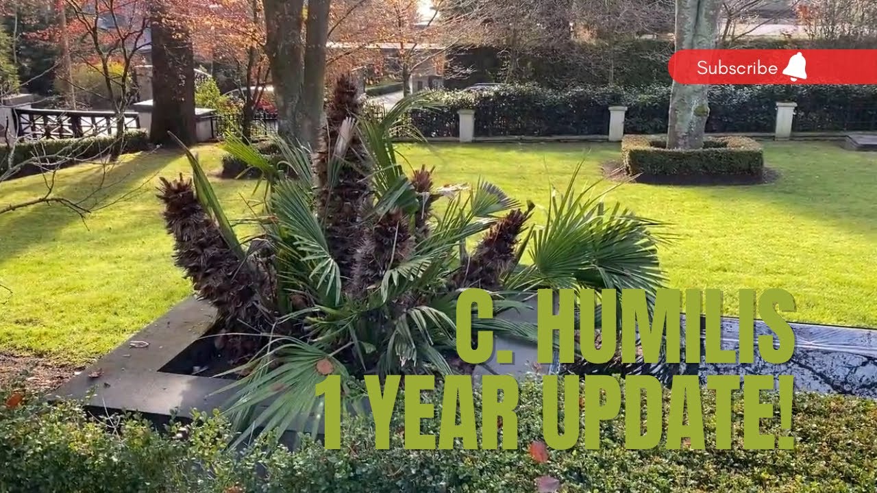 UPDATE - C. humilis palms in west van @palmdaddy - YouTube