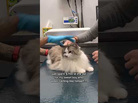 George’s diagnosis at the vet #ragdoll #cat