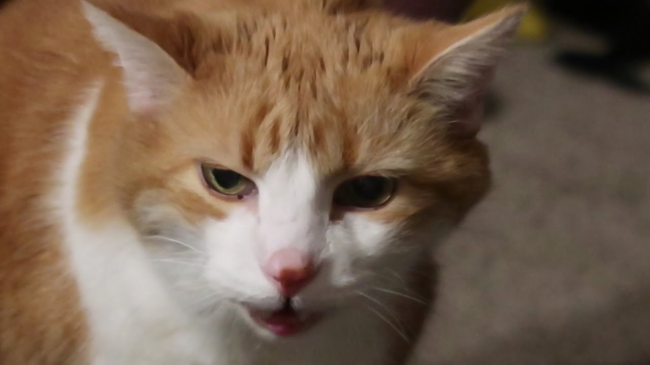 A Meow Off - YouTube