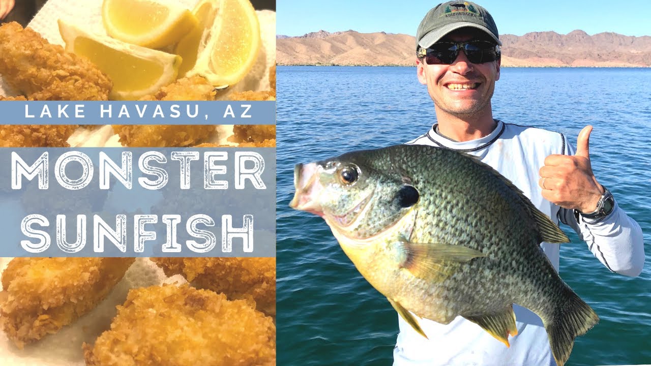 GIANT Redear Sunfish, Lake Havasu, AZ - YouTube