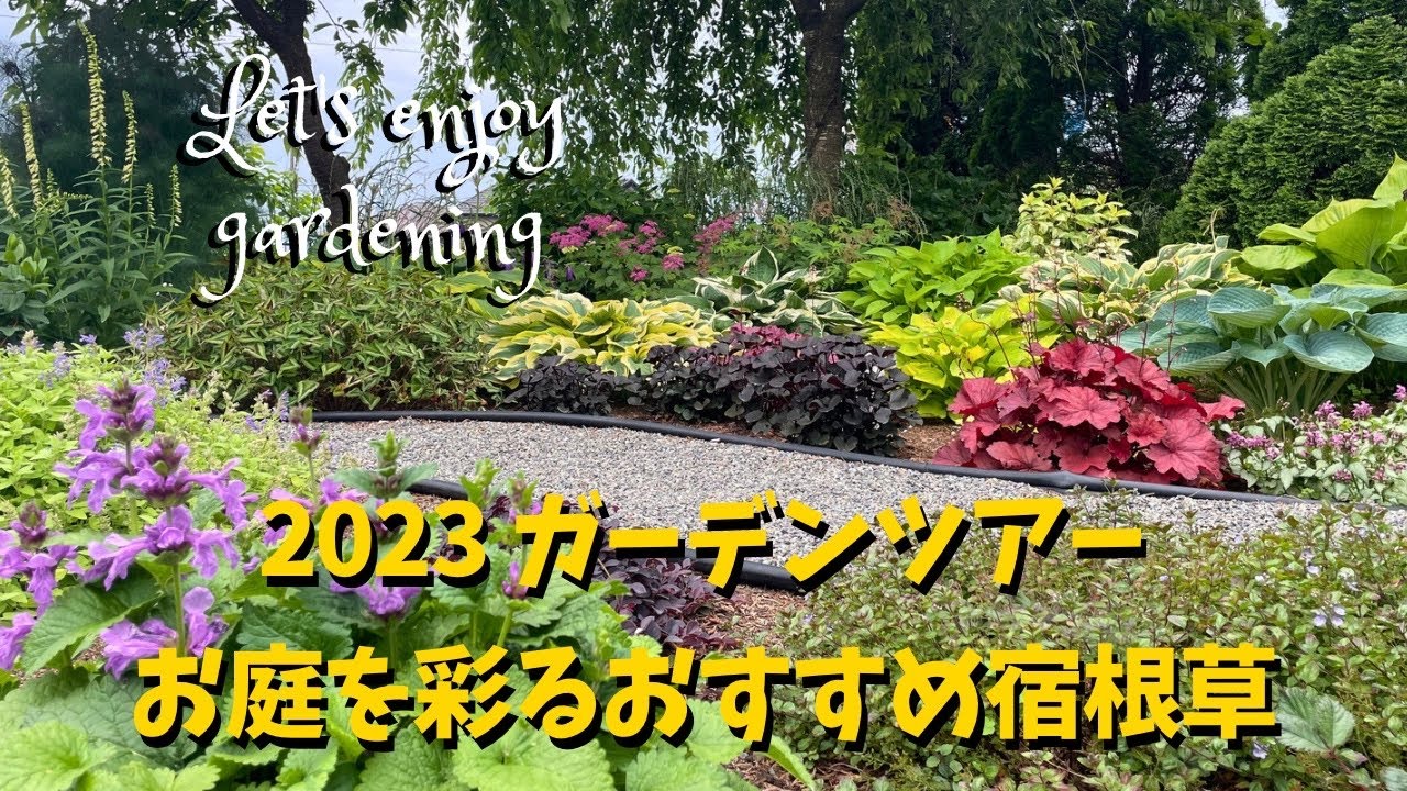 ガーデニング初夏の宿根草ガーデン おすすめの宿根草たちの開花真っ盛り! Youtube