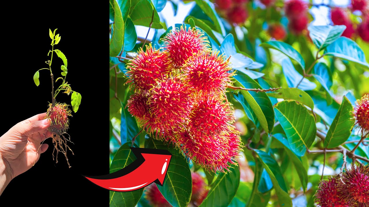 The secret of easy propagation of rambutan from seeds. Easy to do, 100% ...