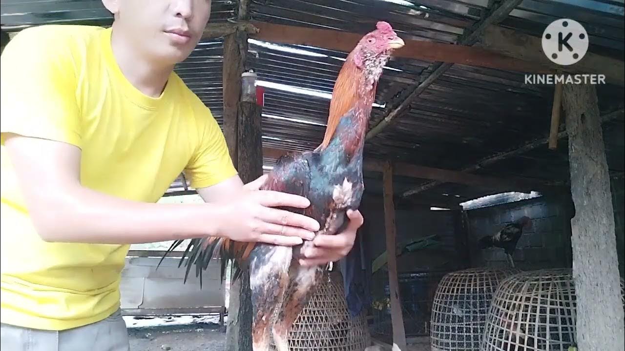 saib ntsuag lau qaib 8 hli tus no ok thiab - YouTube