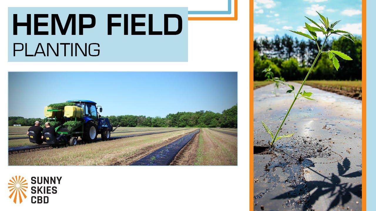 Hemp Field Planting Seedlings (6.3.20) - YouTube