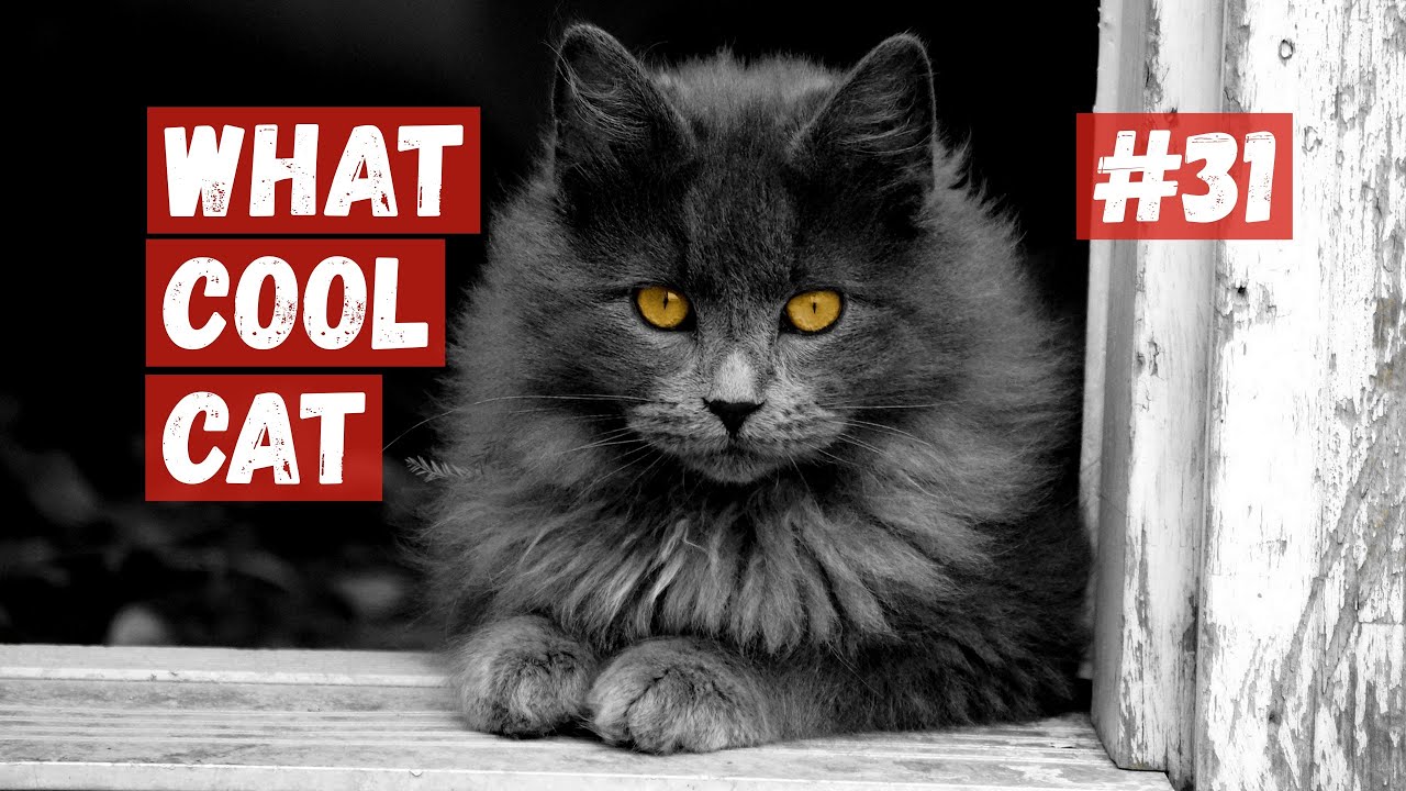 What Cool Cat - Compilation #31 Cool Cats. - YouTube