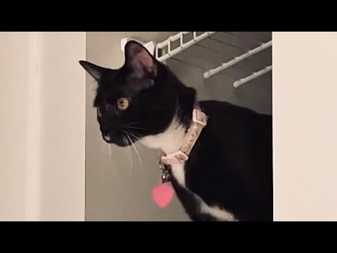 Secret Agent CAT 😼 “Best Feline Thriller of the Year”