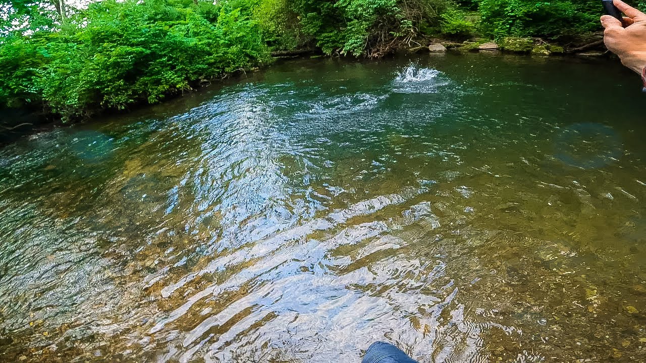 Little spring creek, Lots of nice trout! - YouTube