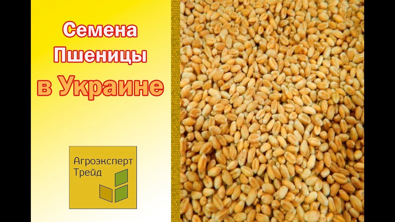 Семена ячменя пшеницы 🌿 купить в Украине 🌿 от Агроэксперт Трейд Youtube