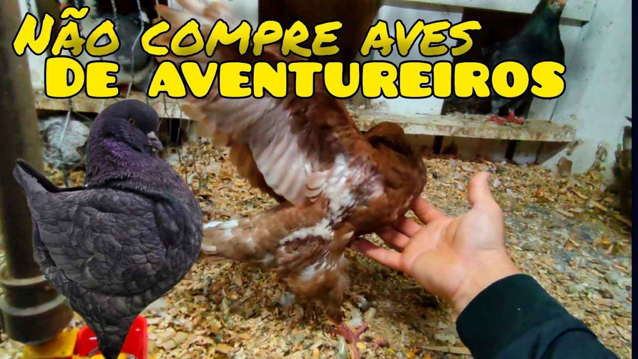 Atualizando a criação de POMBAS KING conversa de criador de pombos King ...