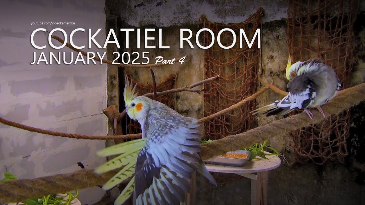 Cockatiel Room: January 2025 - Part 4 - YouTube