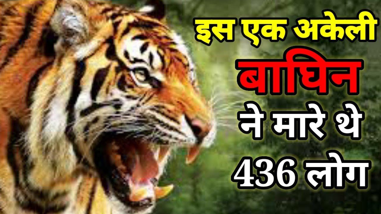 एक अकेली बाघिन ने मारे थे 436 लोग || World Most Maneater Tirgress ...