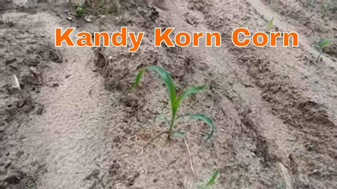 Growing Kandy Korn Sweet Corn ~~ Cabin Garden Update - YouTube
