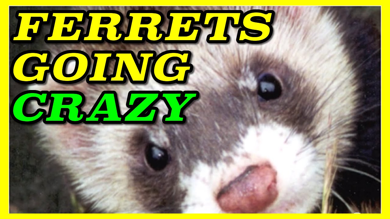 Wild And Crazy Ferrets Playing II: Video Compilation of Funny Ferrets ...