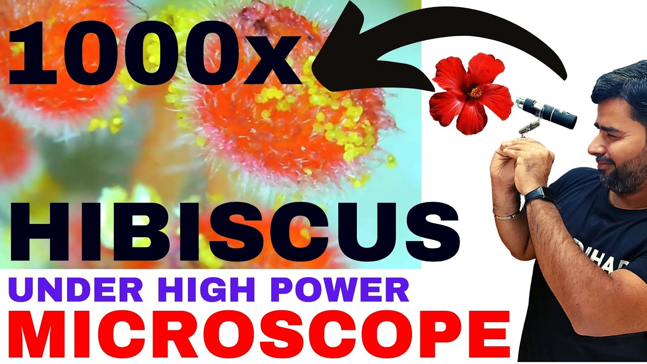 HIBISCUS UNDER OPTICAL MICROSCOPE 1000x POLLINATION - YouTube