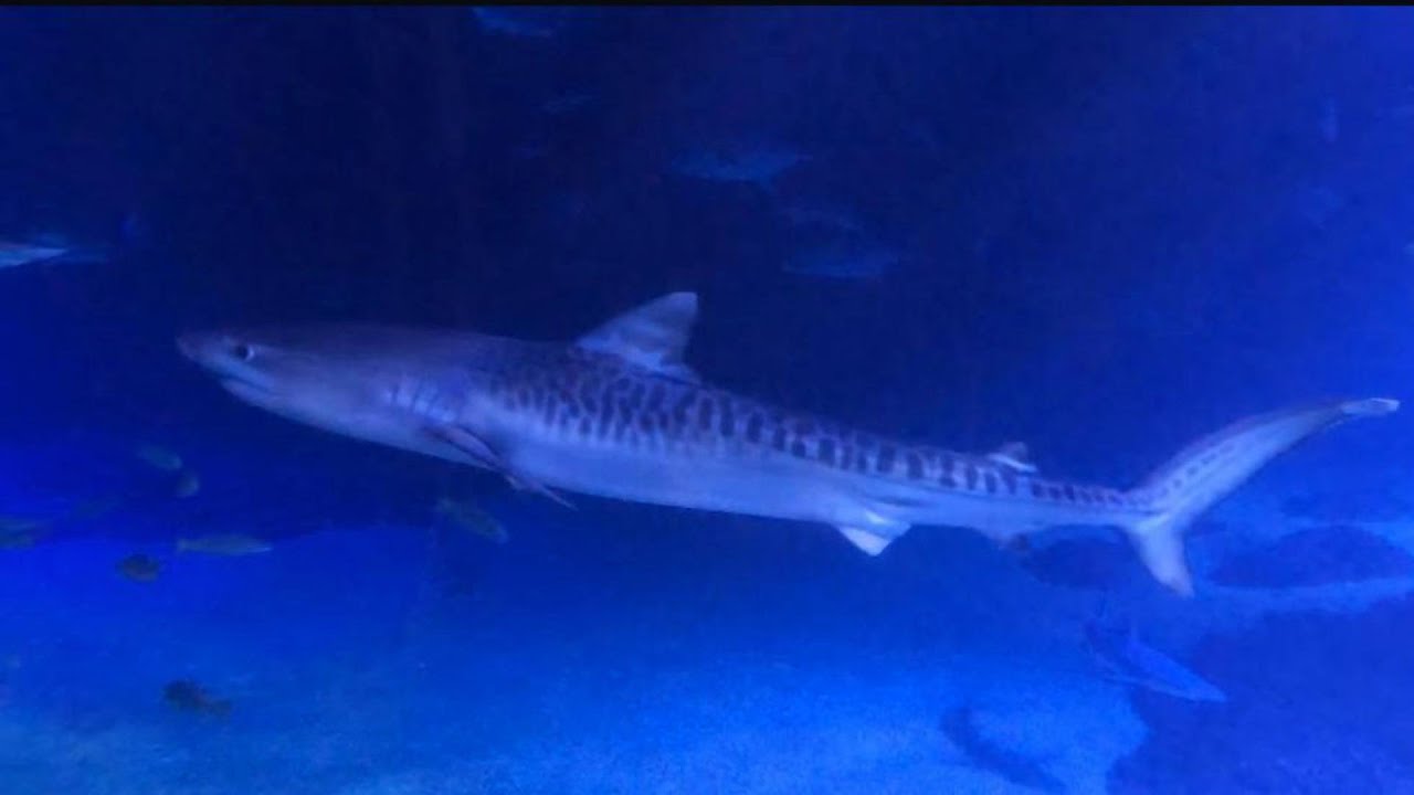 See the ONLY Tiger Shark in captivity - Maui Ocean Center & Aquarium ...