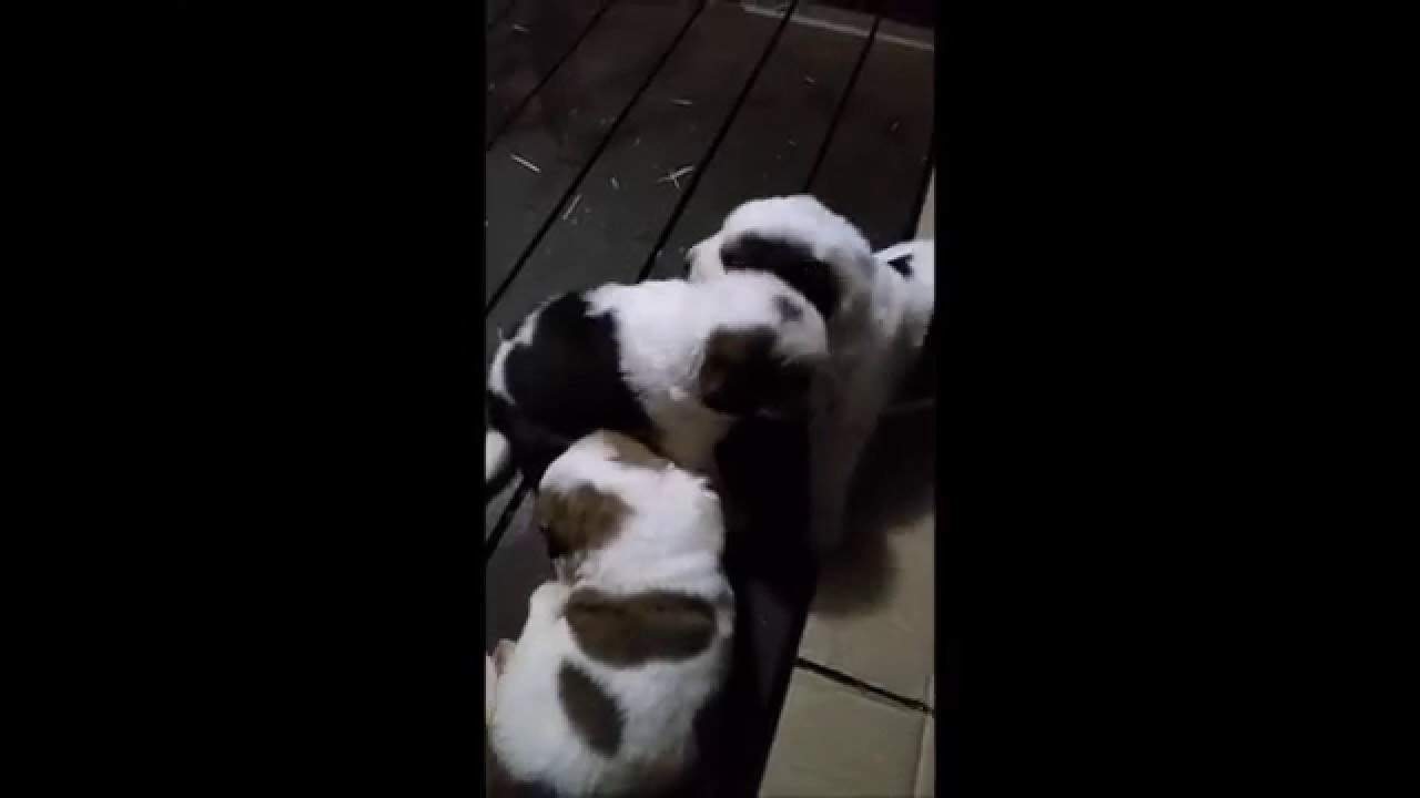 Alabai Baby Fight by www.AlabaiAustralia.com - YouTube