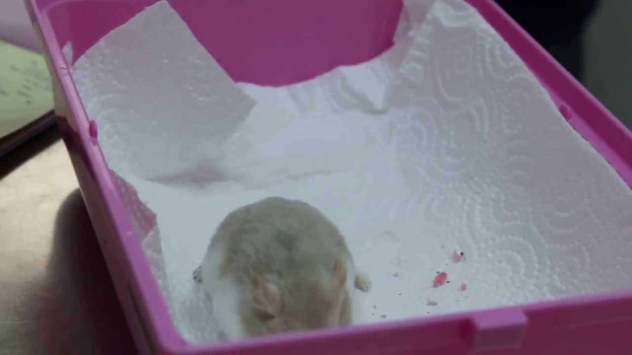 A 2.5-year-old dwarf hamster passes a lot of blood - 1/2 - YouTube