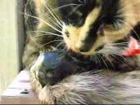 Feral Cat Delivering Kitten #2 - Breech - YouTube