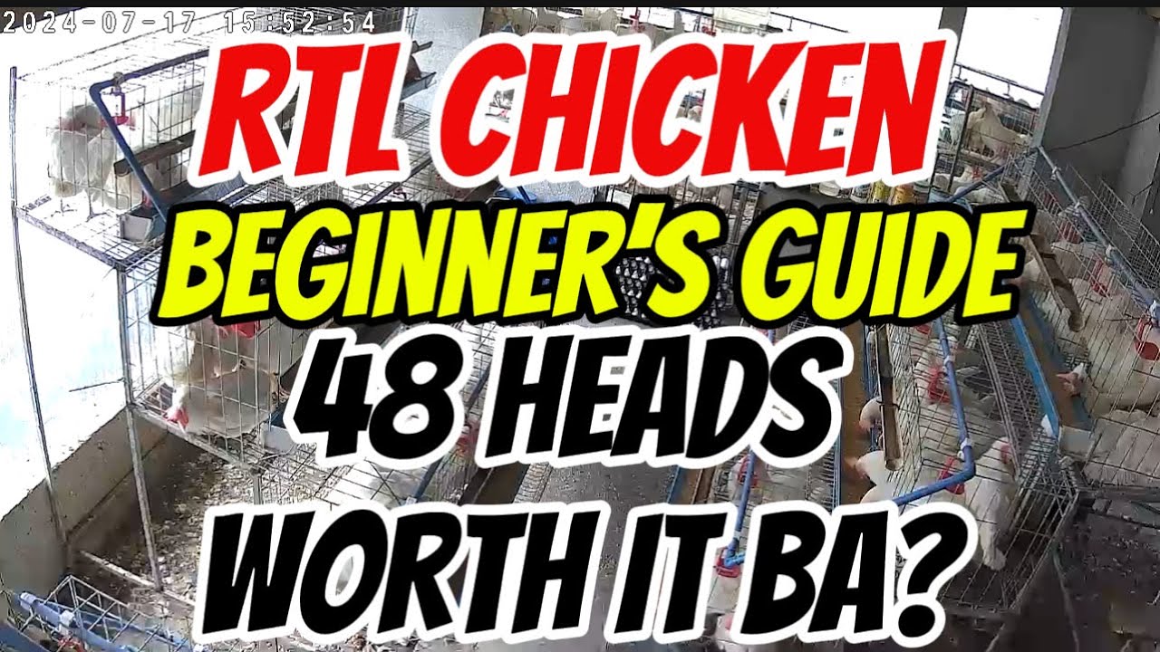 RTL CHICKEN BEGINNER'S GUIDE: 48 HEADS WORTH BA ALAGAAN? - YouTube