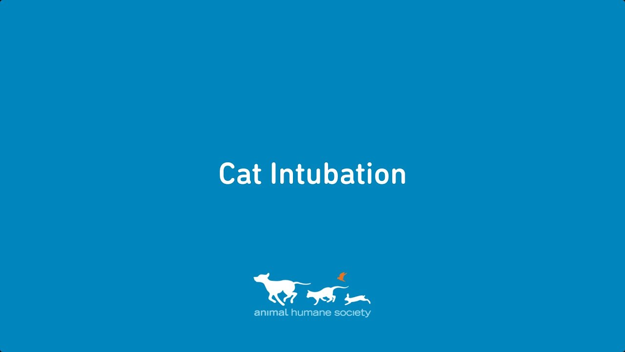 Cat Intubation - YouTube