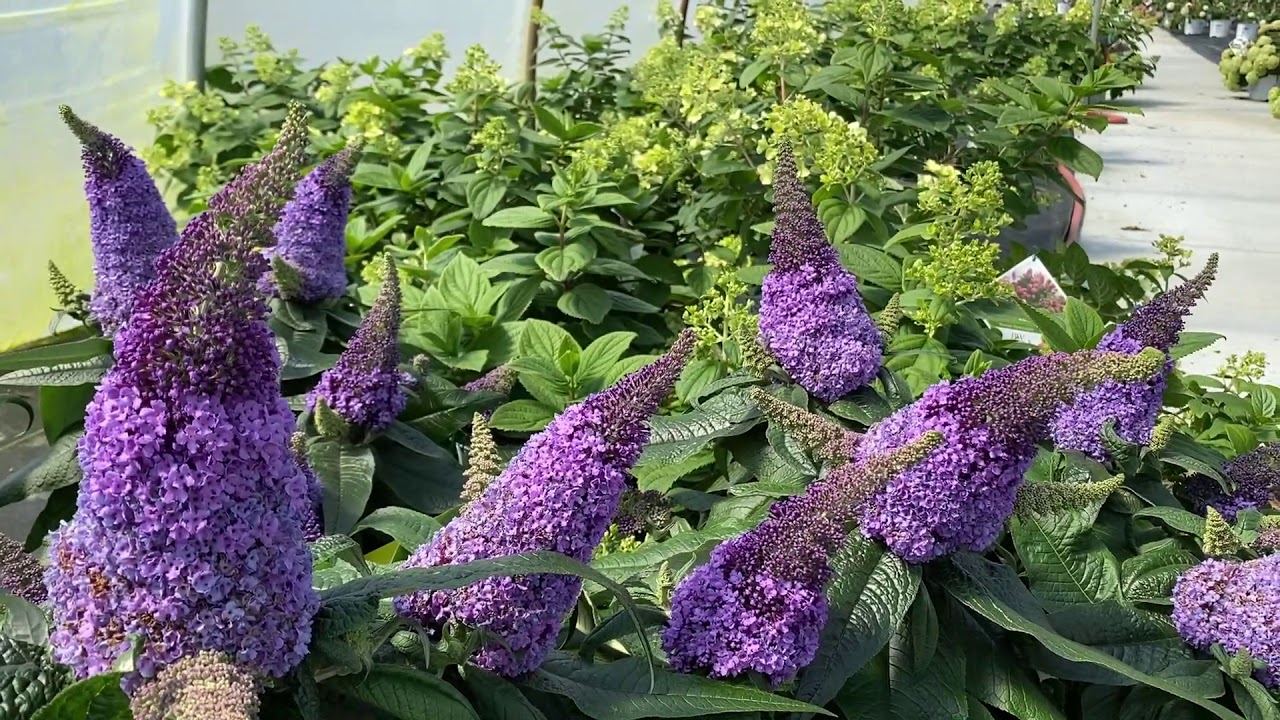 PUGSTER® Amethyst Buddleia | Garden Crossings - YouTube