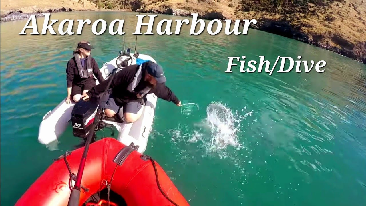 Fishing and Diving in Akaroa Harbour | surprise escapee salmon! - YouTube