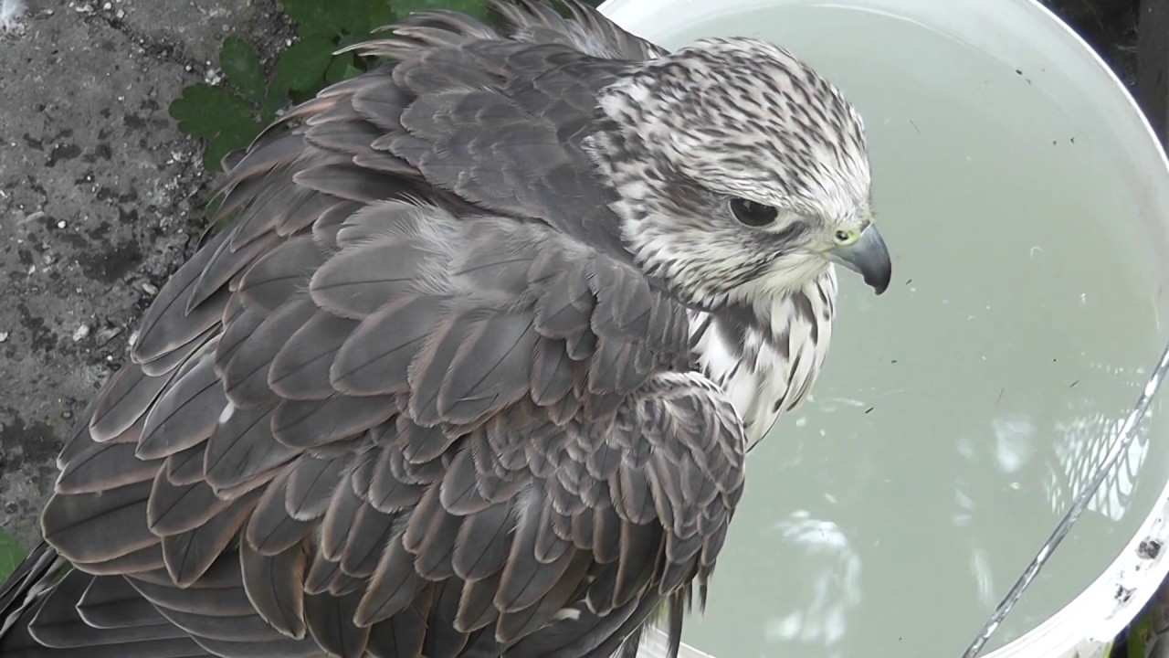 Falconry - Raroh velký - Falco cherrug - Saker Falcon - Würgfalke ...