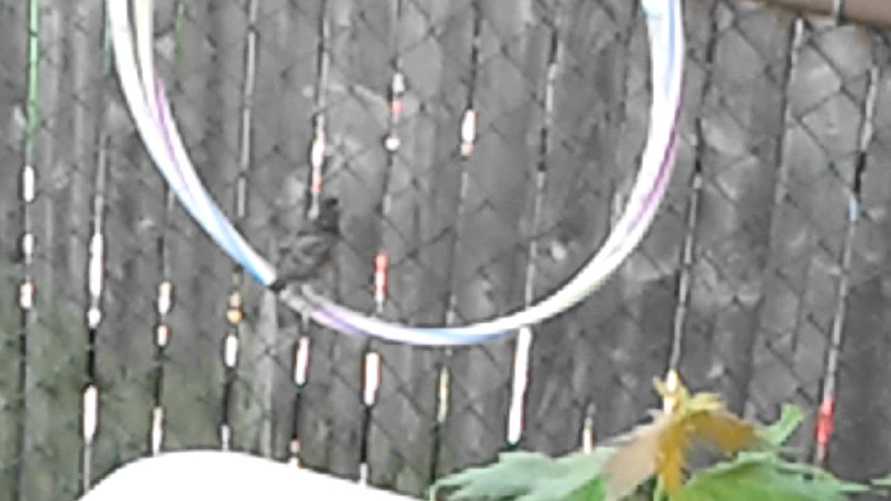 Baby bird learning to fly. Sitting on hula hoops. - YouTube