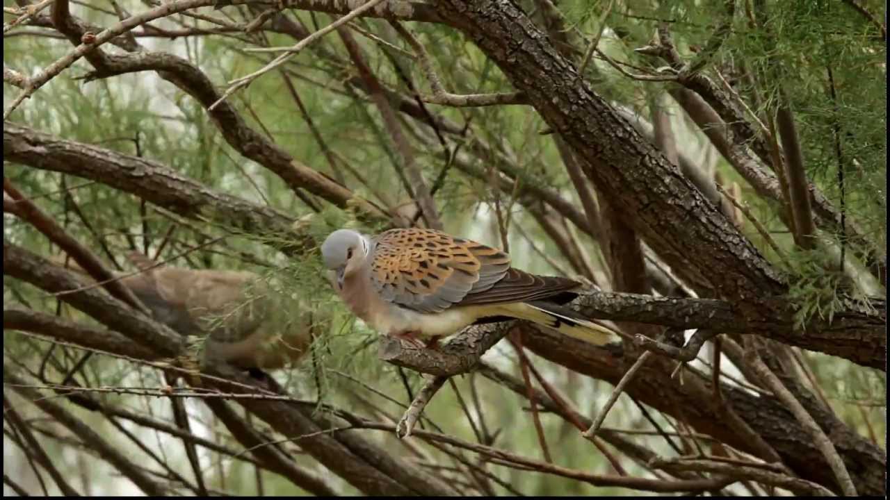 Turtle Dove at Ghadira Nature Reserve, Malta - YouTube