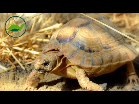 Epic Tortoise Fight
